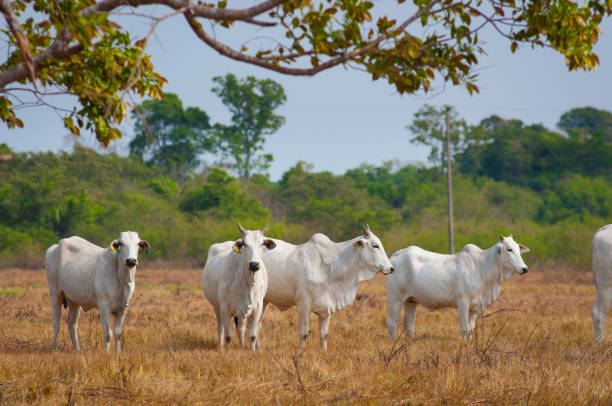 In harmony with the land - THE CERRADO